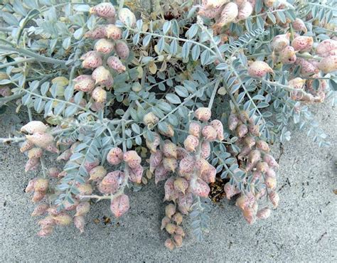 Plantfiles Pictures Coachella Milkvetch Astragalus Lentiginosus Var