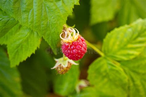 Raspberry Fruit Rubus Idaeus In The Garden Stock Image Image Of