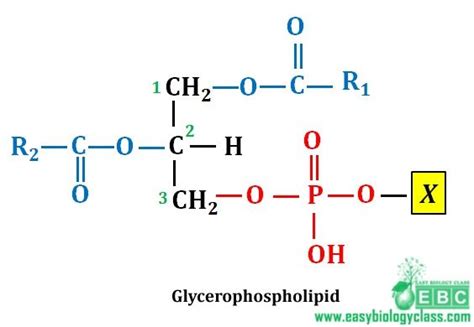 Plasma Membrane Lipids Ppt Structure Easybiologyclass