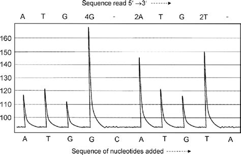 1 A Hypothetical Pyrogram Showing The Sequence Determination The Peak