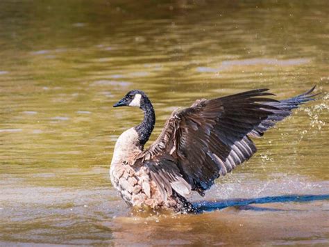 Premium Photo Canada Goose Flaps Its Wings Shaking Off The Water