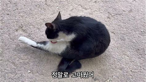 고양이 친구 Youtube