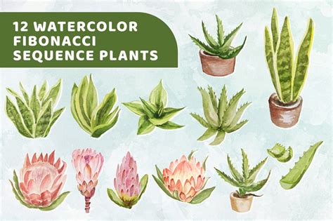 Item 12 Watercolor Fibonacci Sequence Plants Graphics By Ianmikraz Shared By G4ds