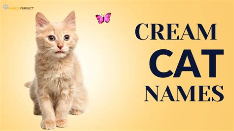 Cream Cat Names 380 Adorable Ideas