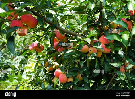 Fruitful Tree Hi Res Stock Photography And Images Alamy