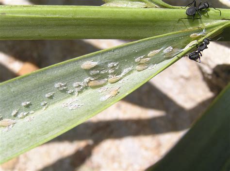 Dubas Bug Project Entomology