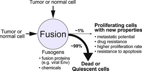 Cell Fusion A Hidden Enemy Cancer Cell