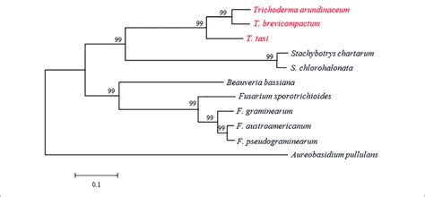 Phylogenetic Tree Based On Alignment Of Tri3 From Trichoderma Download Scientific Diagram