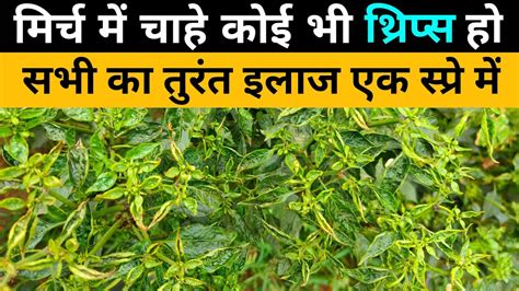 Thrips Control Insecticide QNA YouTube