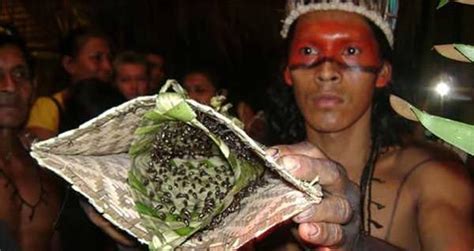 The Excruciating Bullet Ant Glove Test Of The Mawé People Video