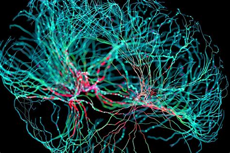 Wowhuman Brain Can Do Quantum Entanglement De Woh Sams Alfresco Coffee