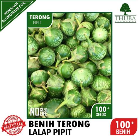 Jual Benih Terong Lalap Pipit Bibit Terong Lalap Bulat Shopee Indonesia