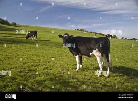 Britain British England English Cow Cows Cattle Graze Grazing Tree
