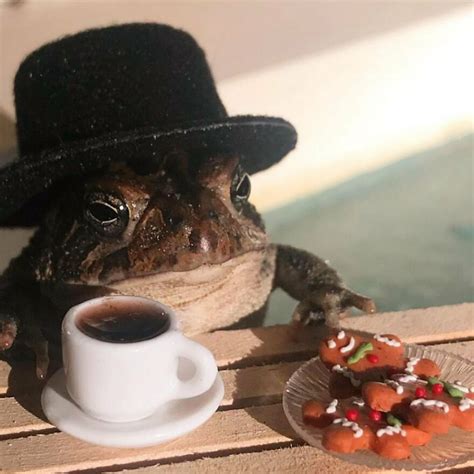 69 Pictures Of Toby The Toad Living An Old Mans Life In This Decorated