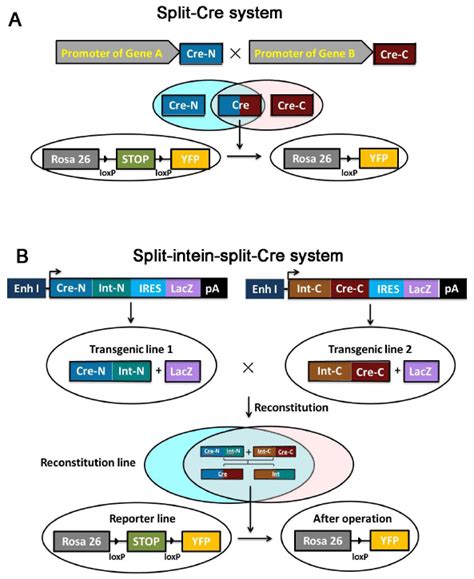 Schematic Of Split Cre System A In A Split Cre System N Cre And