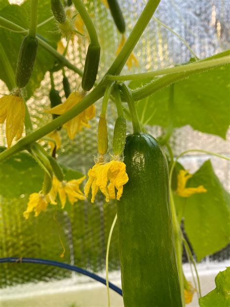 Spring Sanchez On Linkedin Growthmarketing Marketingislikegardening Wintergreenhouse…