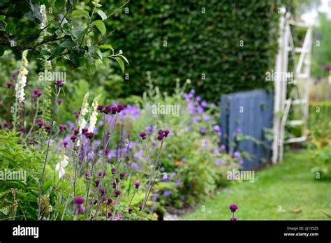 Cottage Garden Path Pathway Mown Mown Path Cirsium Rivulare