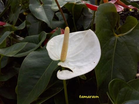 Всё о бегониях и не только...: Антуриум (Anthurium)