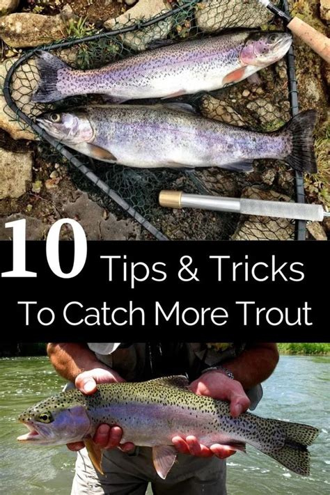 10 Rainbow Trout Fishing Tips And Tricks Rainbow Trout Fishing Trout