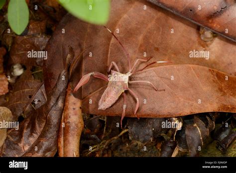 Leaf Footed Bug Coreidae On Dead Leaves On Forest Floor Sinharaja Rainforest Sri Lanka