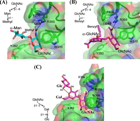 Ac Show The Binding Of Acceptors 5 6 And 7 Shown In Cyan Sticks Download Scientific