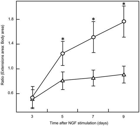 Growth Of Extensions In Pc12 Cells After Ngf Stimulation Pc12 Cells