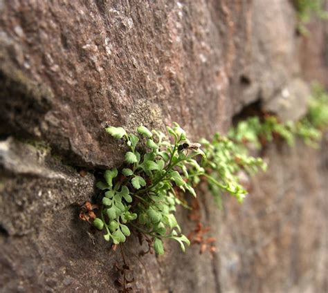 Premium Photo Green Grass In A Mountain Stone Side