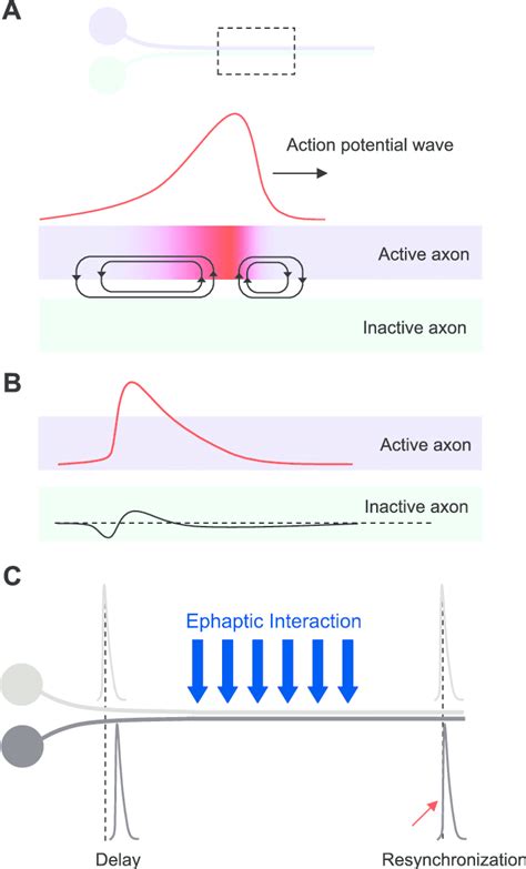 Ephaptic Interaction In Axons A Local Circuit Diagram In A Pair Of