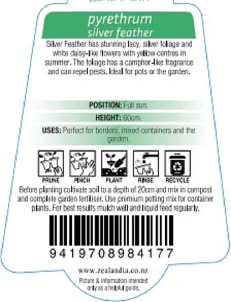 Pyrethrum Silver Feather Zealandia Horticulture