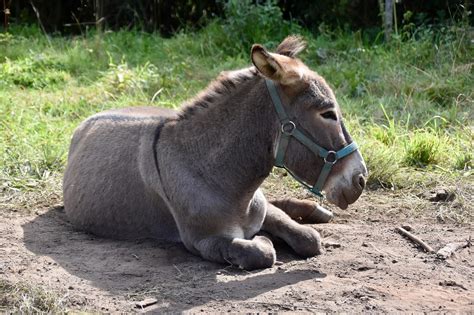 2000 Free Donkey Ass And Donkey Images Pixabay