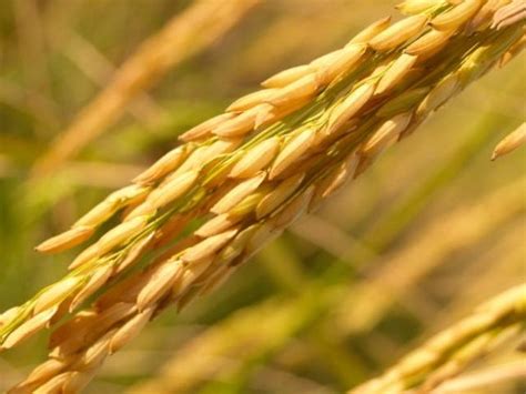 debugging the rice grain bug agriculture monthly