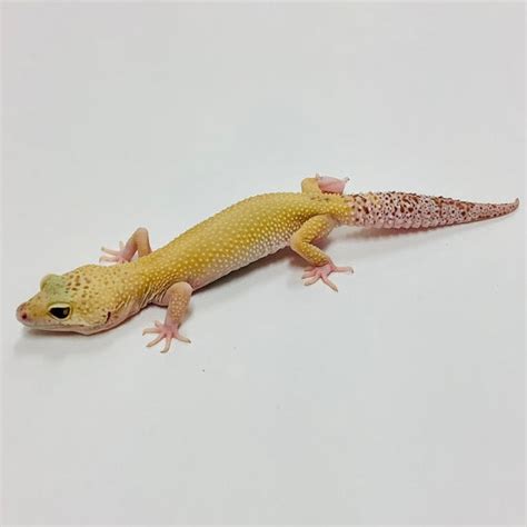 Mack Snow Raptor Leopard Gecko By Bhb Reptiles Morphmarket