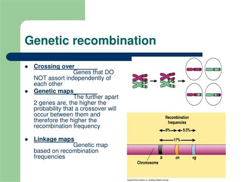 Ppt Chapter 15~ The Chromosomal Basis Of Inheritance Powerpoint