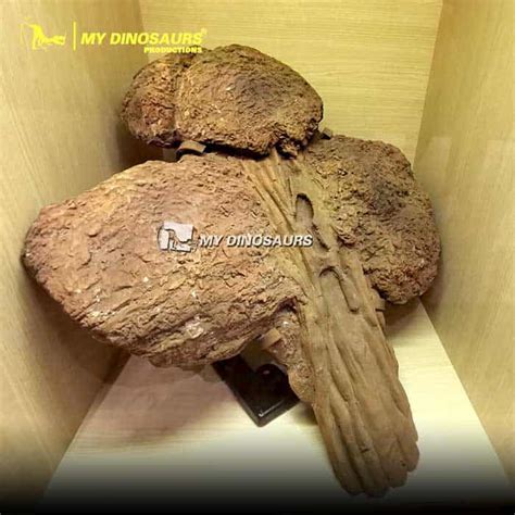 Ds 167 Dinosaur Fossil Replica Ankylosaurus Tail My Dinosaurs