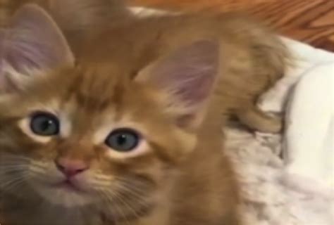 Whats Cuter Than A Blue Eyed Ginger Kitty Cats Vs Cancer