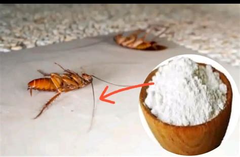 Mantén a los insectos alejados sin necesidad de utilizar sustancias químicas dañinas por toda la
