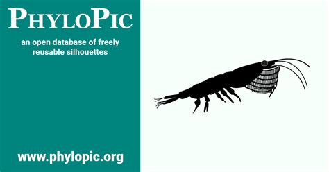 Euphausia Pacifica By Steven Haddock • Pdm 10 Phylopic