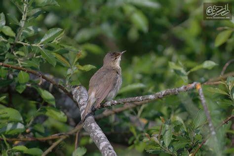 پرندگان ، سسک تالابي خاوري
