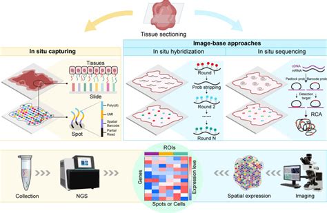 Spatial Transcriptomics A Powerful Tool In Disease Understanding And Drug Discovery Pubmed