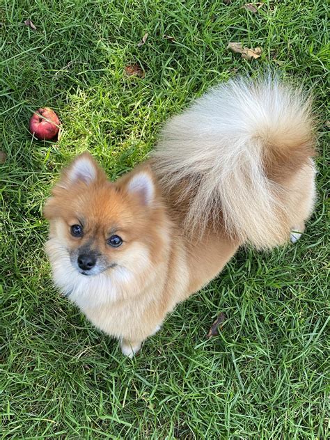 My Happy Pupper Got Her Hair Cut Today Album On Imgur