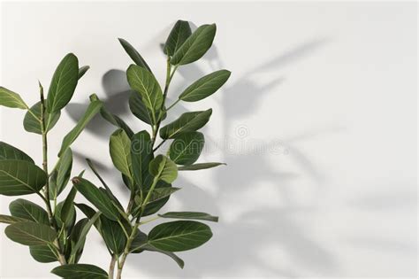 Green Ficus Near White Wall Space For Text Beautiful Houseplant Stock