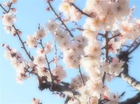 卒業そして巣立ち おれんじにんじゃの色々ブログ