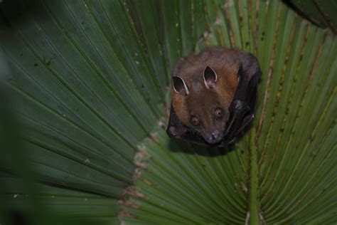 Short Nosed Fruit Bat Cynopterus Sphinx Hong Kong Bat Radar