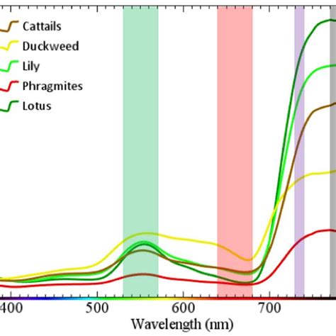 Averaged Spectral Signatures Of The Plants Of Interest In The Old Woman Download Scientific