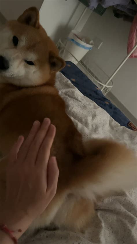 屁孩柴一枚 屁孩柴一枚 打是情罵是愛愛到深處用腳踹 每天都在找碴的柴 來源柴犬指南（柴犬专业鉴定） By 柴犬大學 Shiba