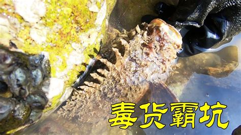 15个秘制猪肺投进300平巨无霸坑，盘干后毒货霸占坑底，太刺激了 Youtube
