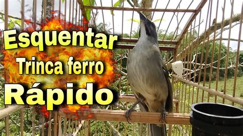 ESQUENTAR TRINCA FERRO FRIO TRINCA FERRO NO MATO ESQUENTAR TRINCA FERRO