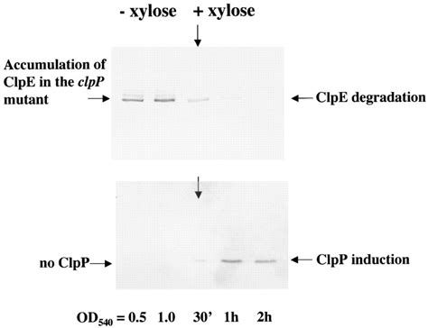Clpp Dependent Degradation Of Clpe A Strain Expressing Clpp Under The Download Scientific