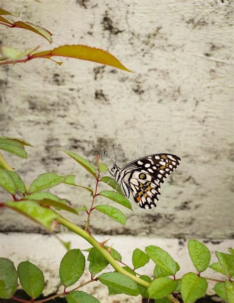 Beautiful Butterfly Sitting On Green Leaves Plant Growing In Garden Nature Photography Closeup