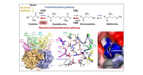 Structural And Functional Characterization Of Cystathionine γ Lyase From Bacillus Cereus Atcc